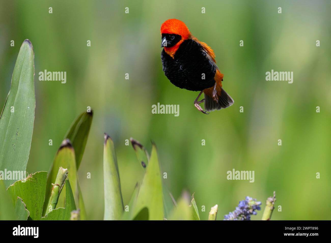 Southern red bishop (Euplectes orix), Irene, Gauteng, South Africa ...