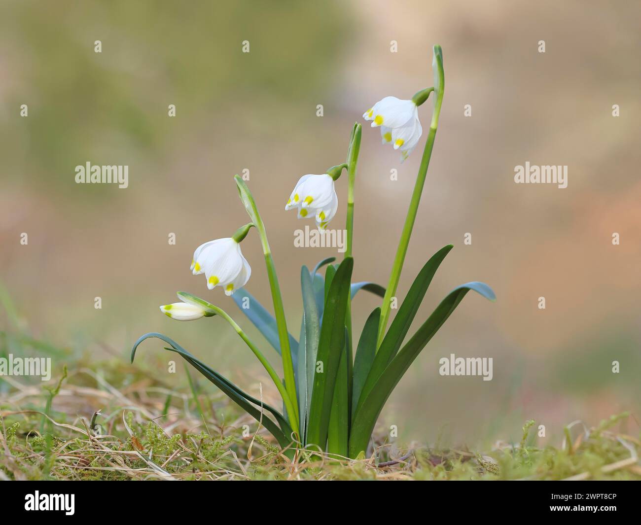 Spring snowdrop (Leucojum vernum), March snowdrop, March bell, large ...