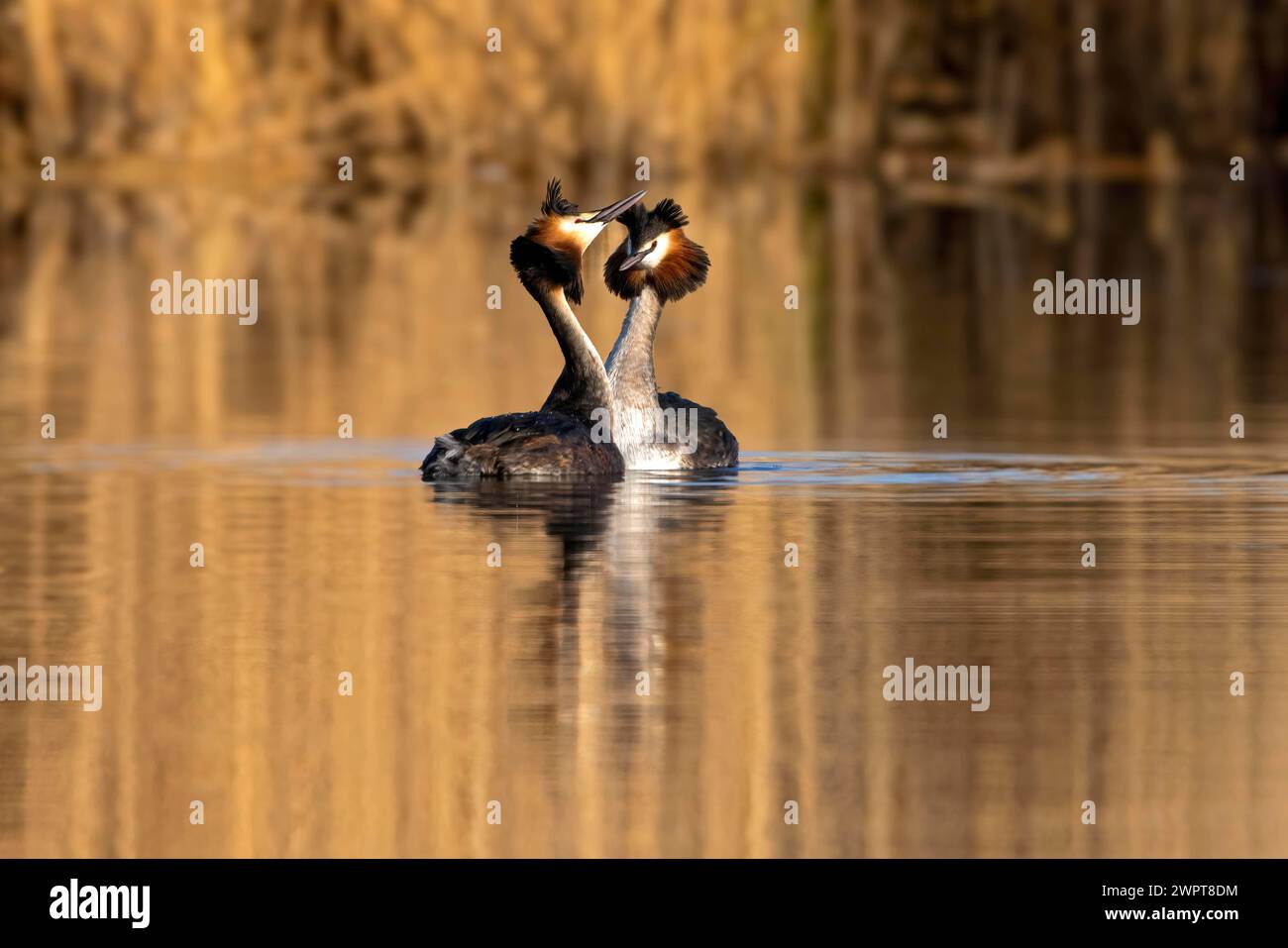 Two Great Crested Grebes perform a mating dance on water with golden ...