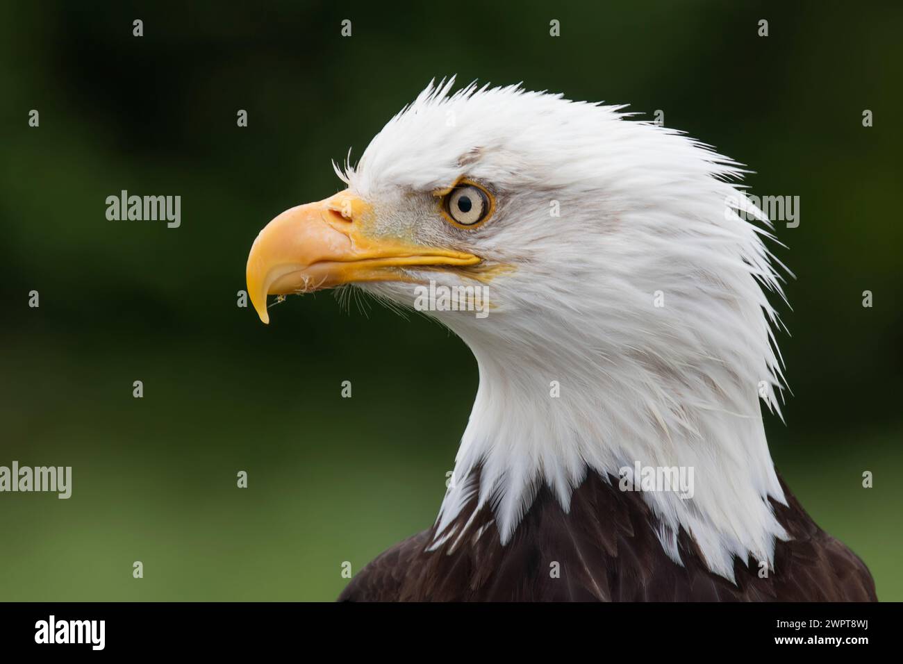 Bald Eagle bird of prey close up of head in side profile showing white ...