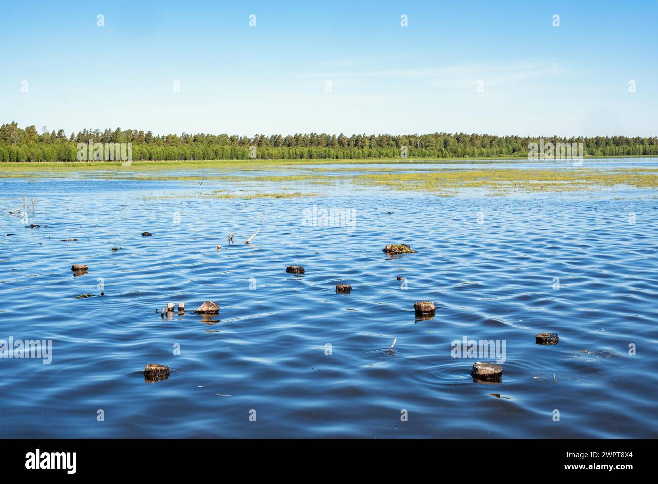 Tree stumps sticking out of the water after a water rise in a lake with ...