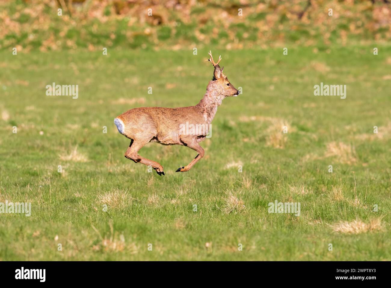 Roe deer buck (Capreolus capreolus) jumping with all legs in the air on ...