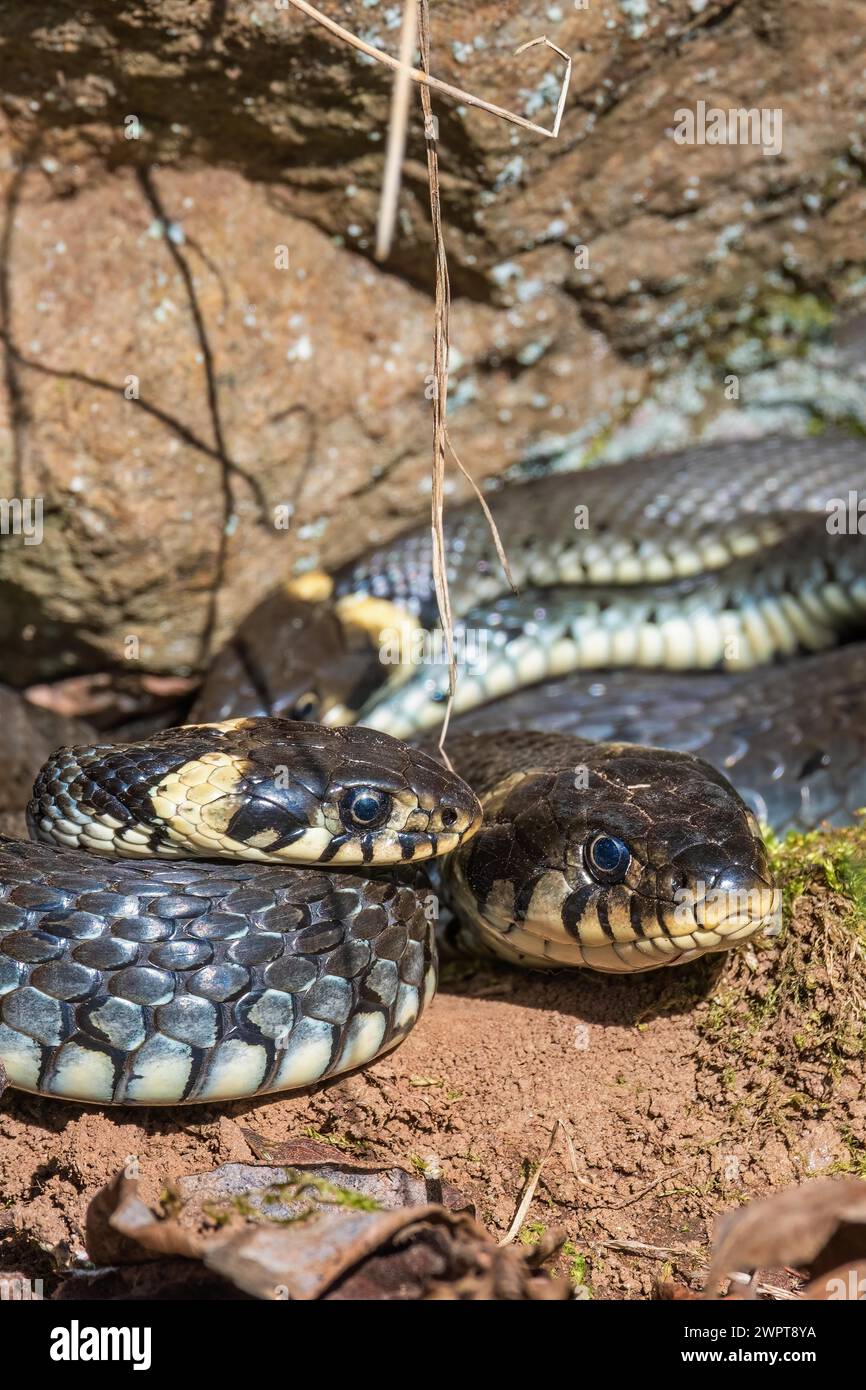 Two Grass snakes (Natrix natrix) on the ground in the spring sunshine ...