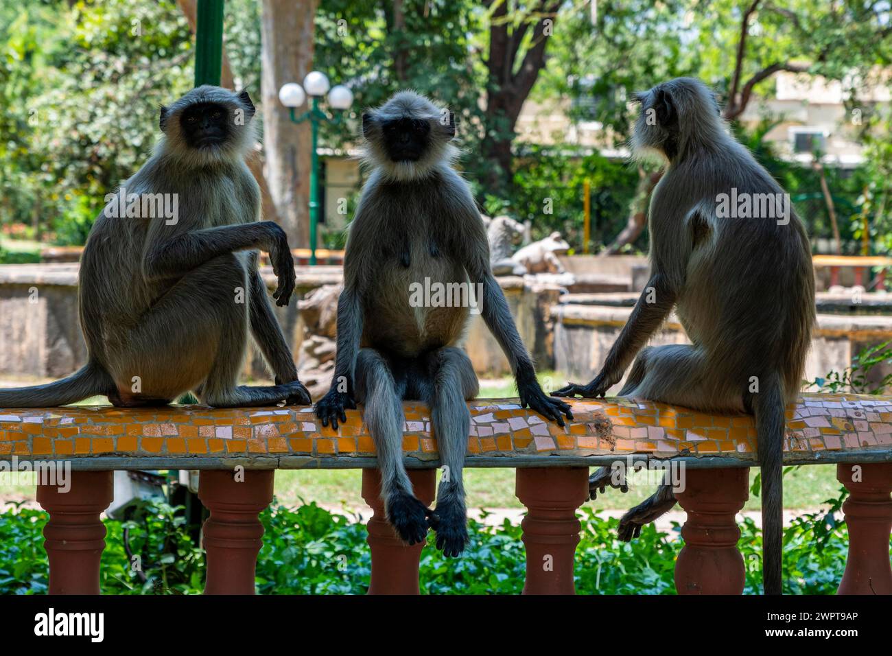 Gujarat india outdoor travel hi-res stock photography and images - Alamy