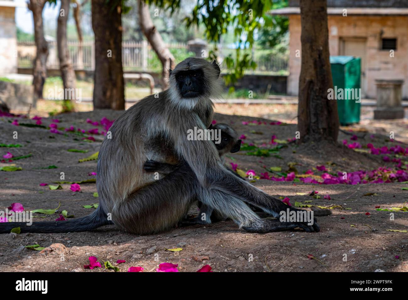 Monkeys in the Jami mosque, Unesco site Champaner-Pavagadh ...