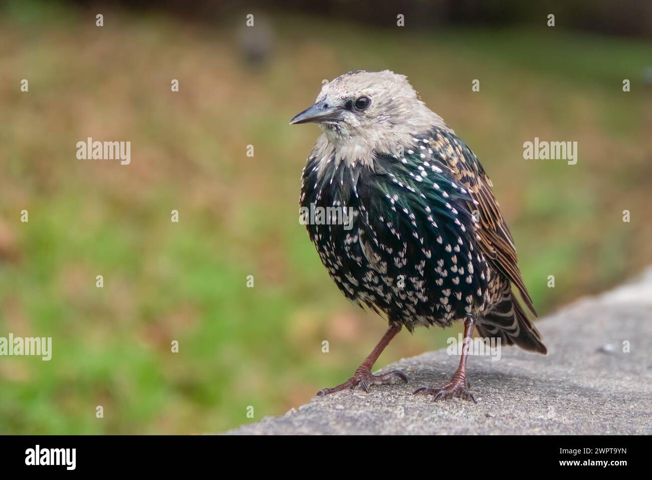 Short small beak hi-res stock photography and images - Alamy