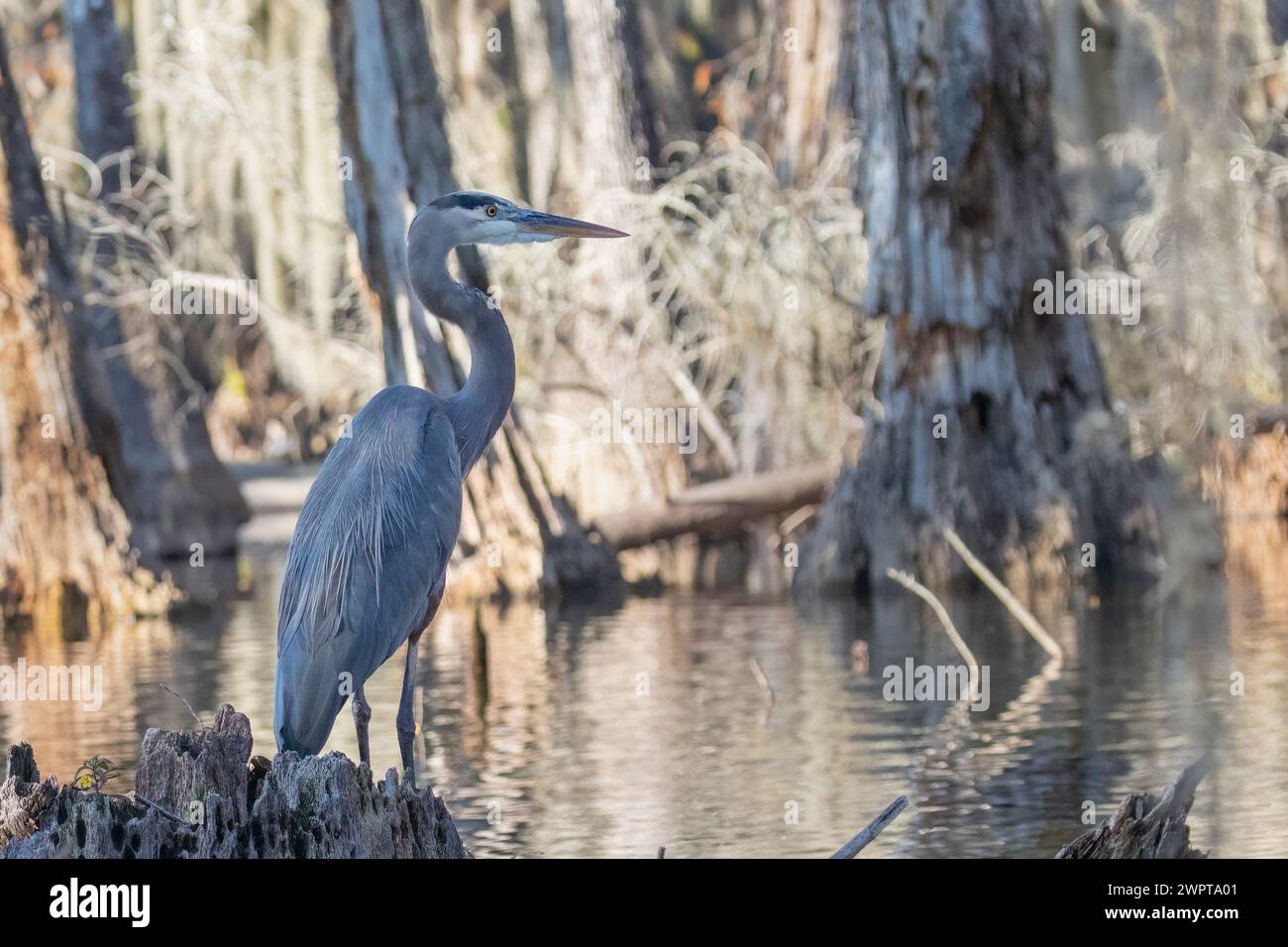 Cypress tree stump hi-res stock photography and images - Alamy