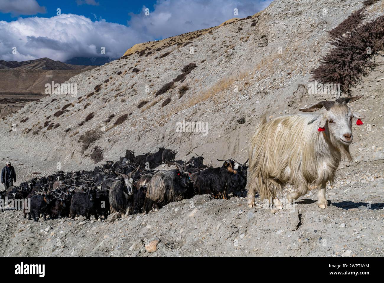 Mountain goats with their sheppard, Kingdom of Mustang, Nepal Stock ...