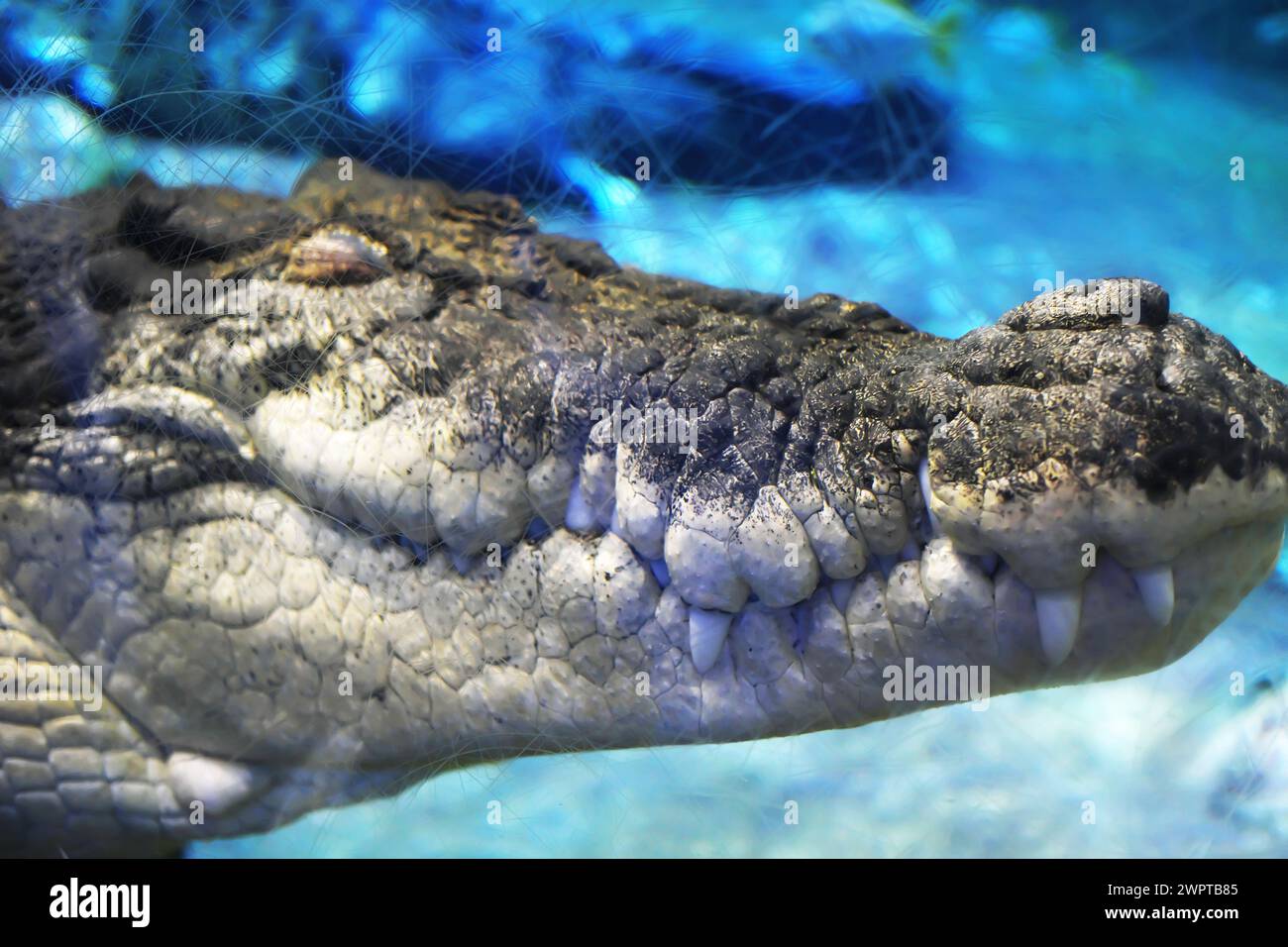 Close-up View of Crocodile in Clear Blue Waters Stock Photo - Alamy