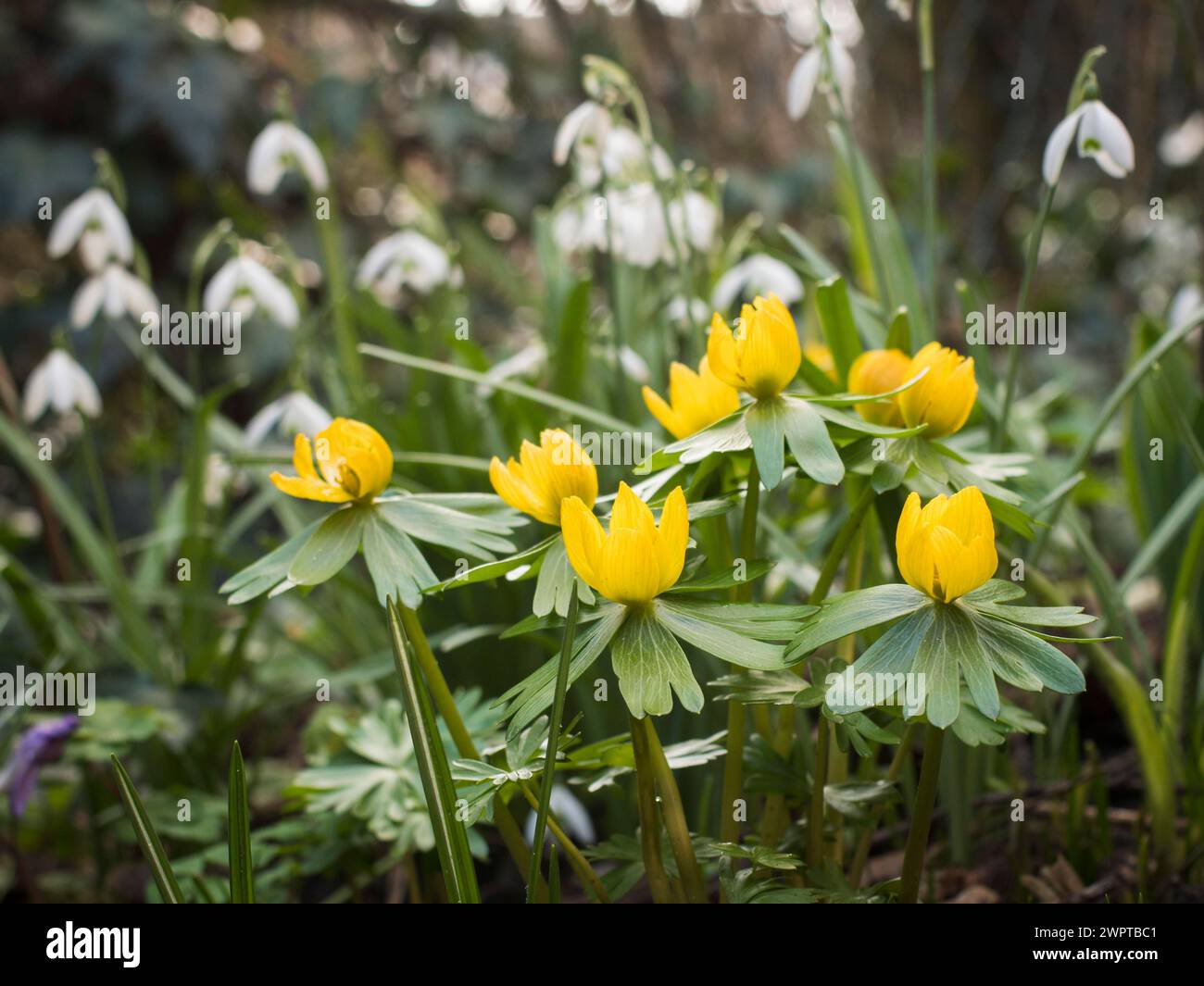 Shot yellow snowdrop flower hi-res stock photography and images - Alamy