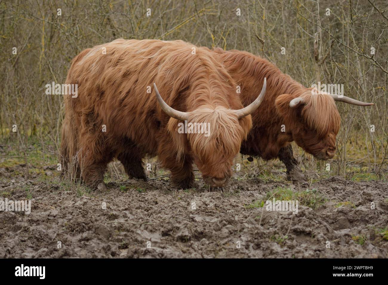 Scottish Highland cattle trudging in the mud, Highland cattle ...