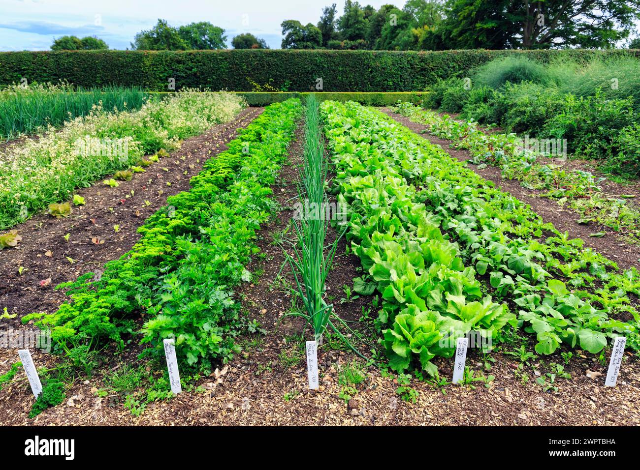 Down House Garden, vegetable garden at the home of the British ...