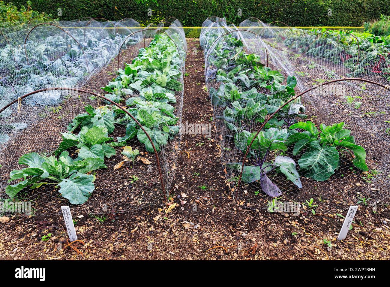 Down House Garden, various cabbage plants in the vegetable garden at ...
