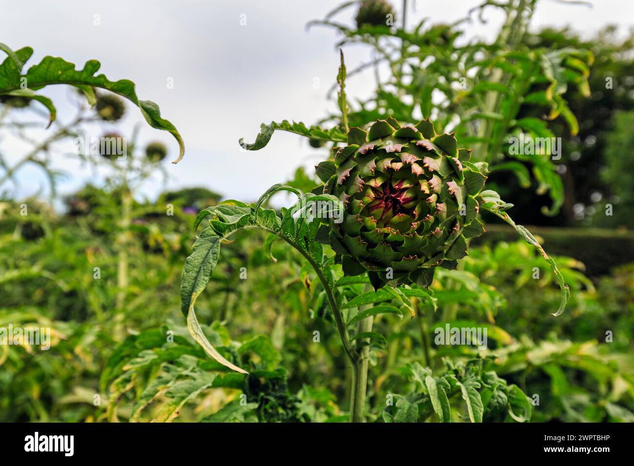 Artichoke (Cynara cardunculus), vegetable plant, vegetable garden in ...