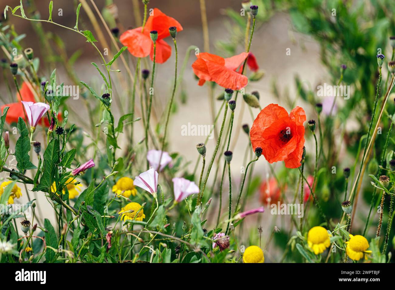 Various wildflowers, poppies, Down House Garden, Downe, Kent, England ...