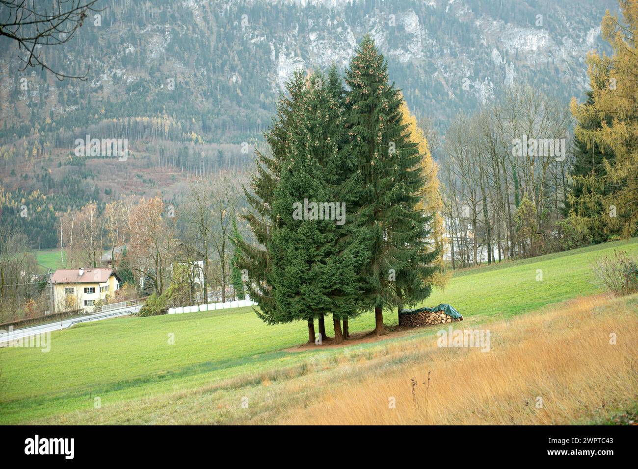 Red spruce (Picea abies), Austria Stock Photo - Alamy