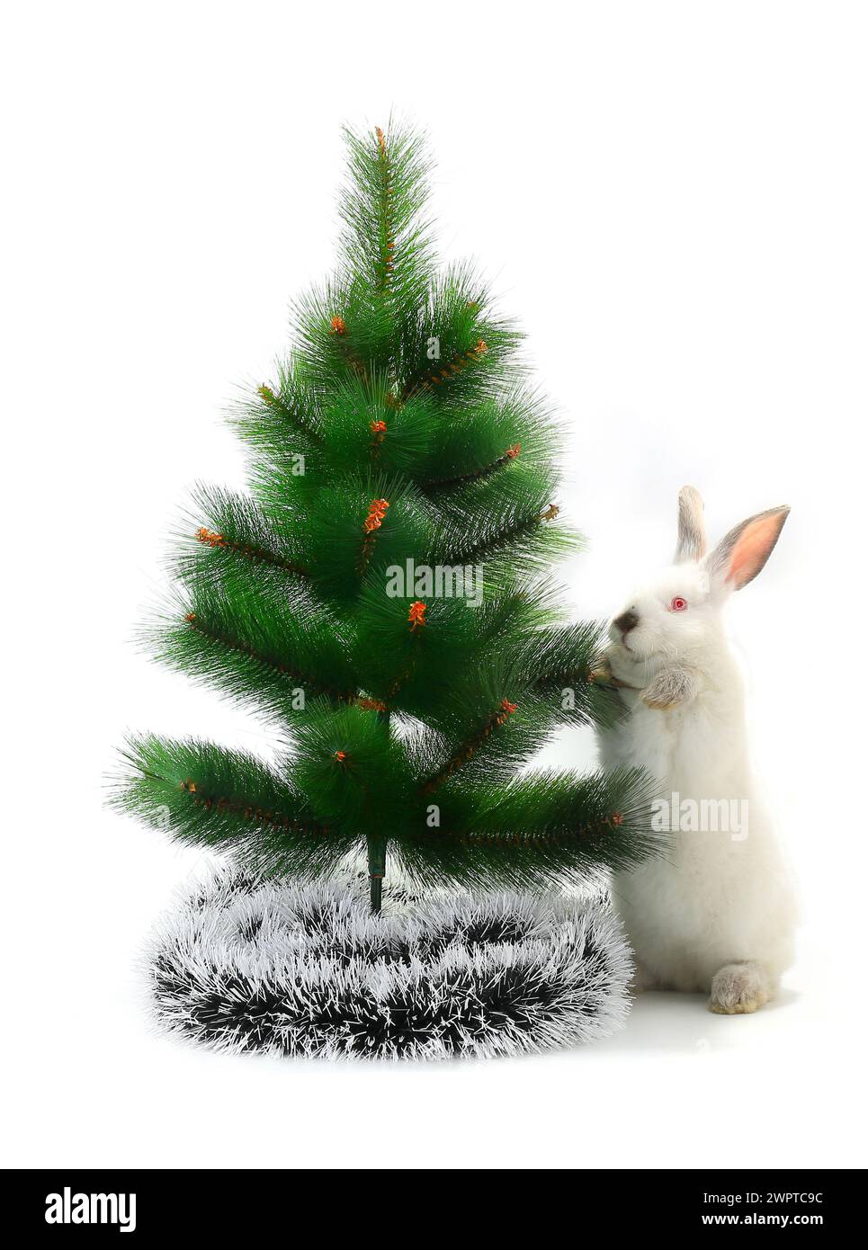 Adorable Christmas rabbit white under the tree isolated on white ...