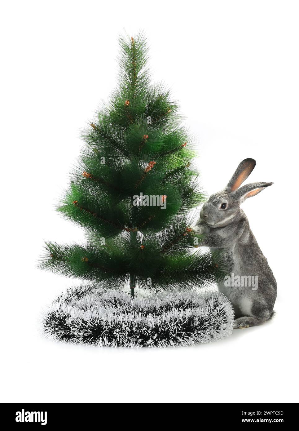 Gray rabbit under tree in hi-res stock photography and images - Alamy