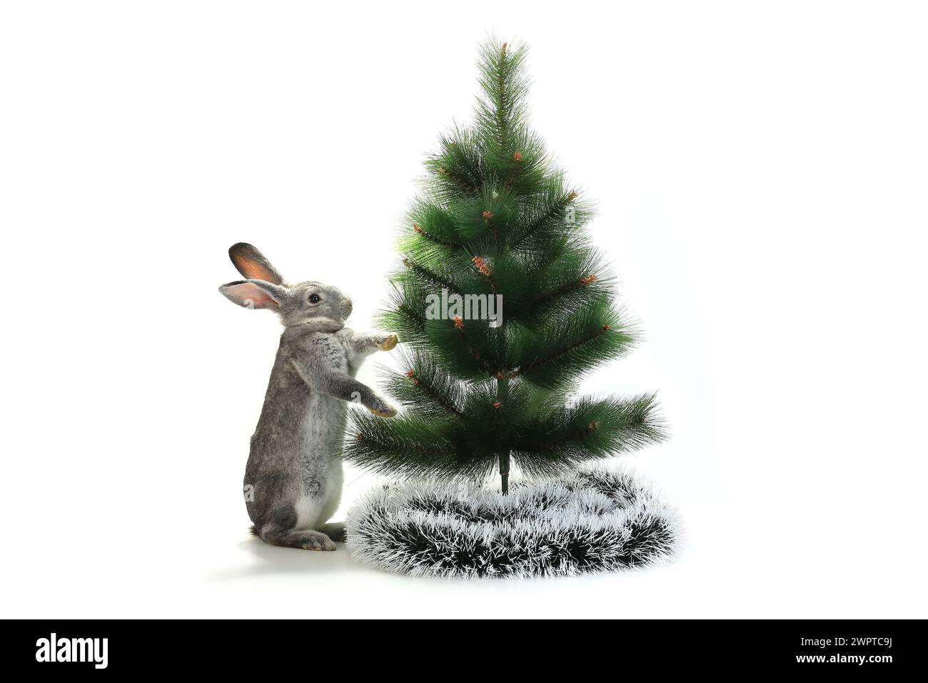 Adorable Christmas rabbits under the tree isolated on white background ...
