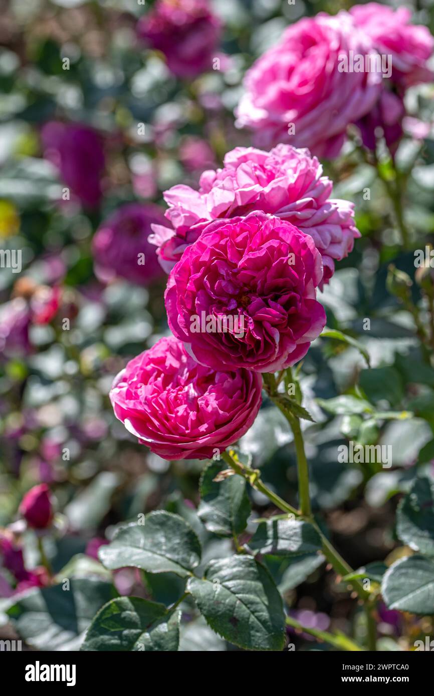 Bedding rose (Rosa KAFFE FASSETT ROSE), Germany Stock Photo - Alamy