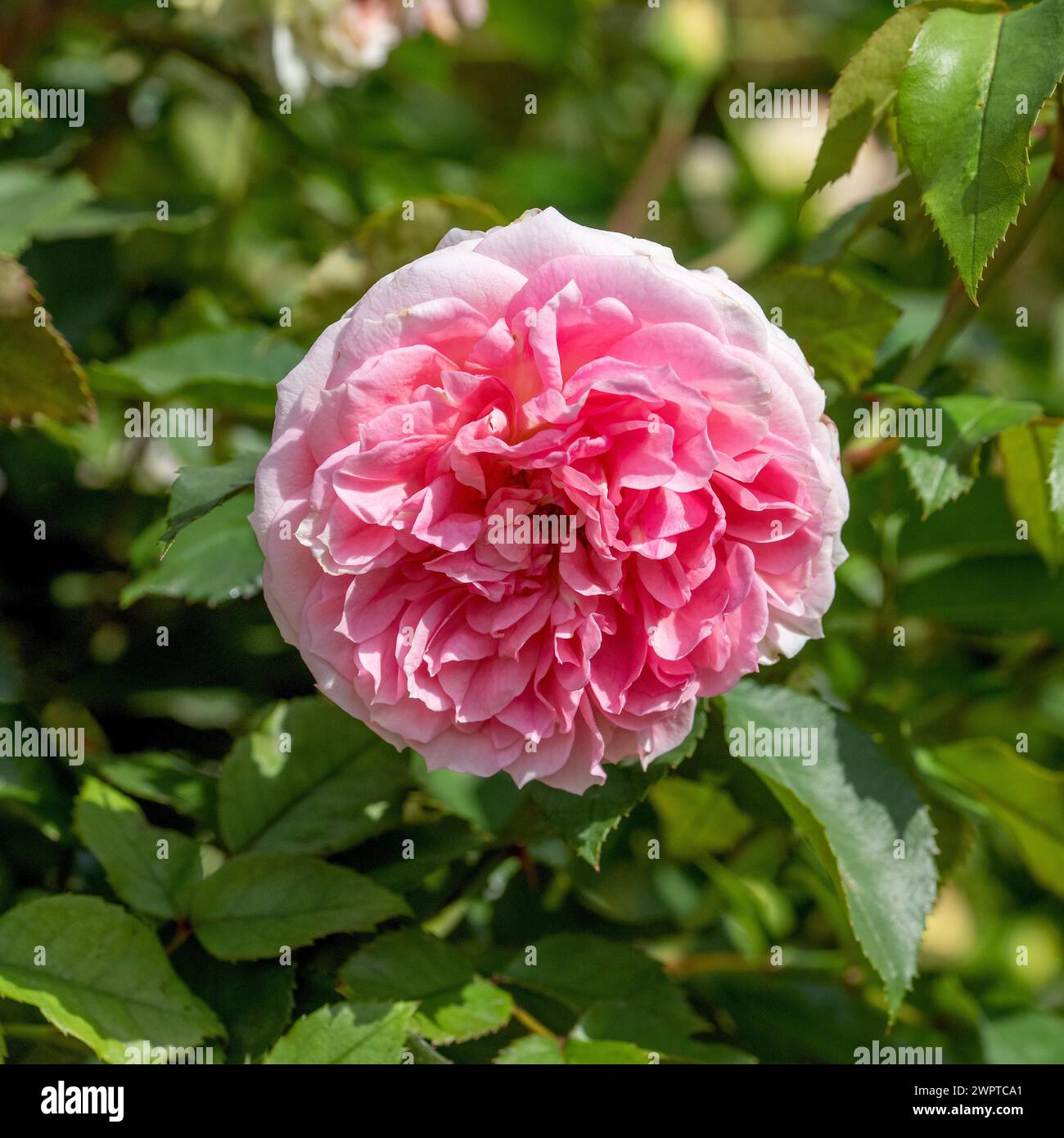 Noble rose (Rosa KURFUERSTIN SOPHIE), Rosenpark Draeger, Germany Stock ...