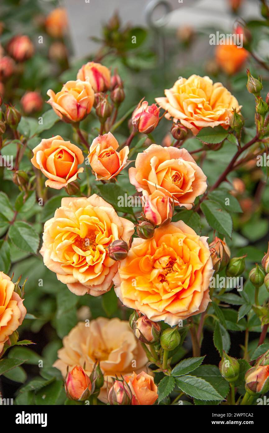 Dwarf rose (Rosa APRICOT CLEMENTINE), Rosarium Sangerhausen, Germany ...