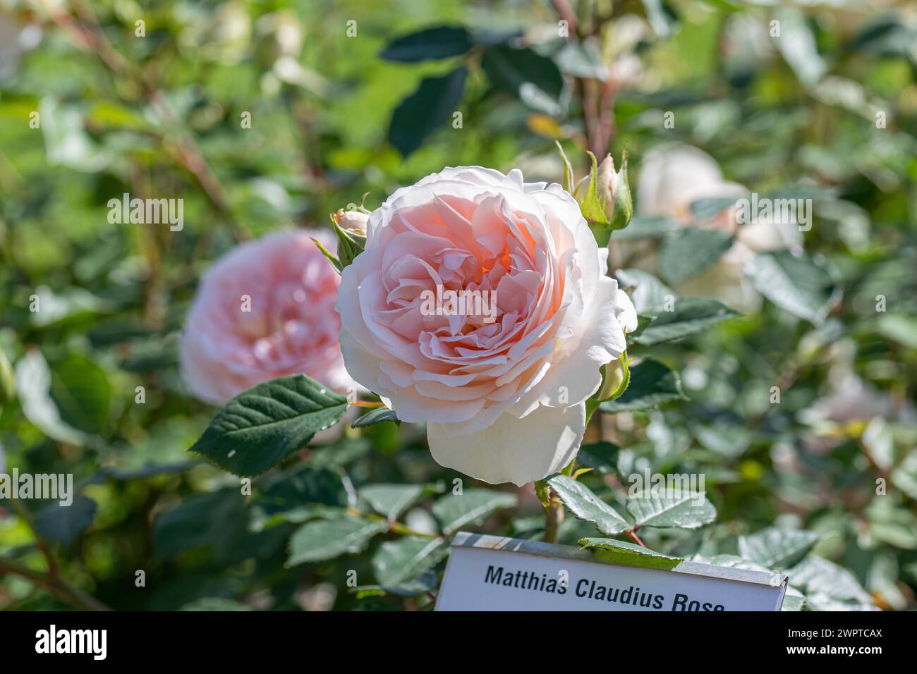 Shrub rose (Rosa MATTHIAS CLAUDIUS ROSE), Germany Stock Photo - Alamy