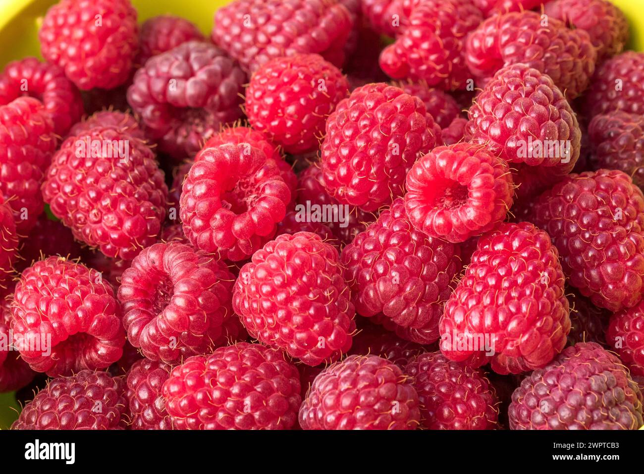 Autumn raspberry (Rubus idaeus 'Polka'), An den Dorfwiesen, Germany ...