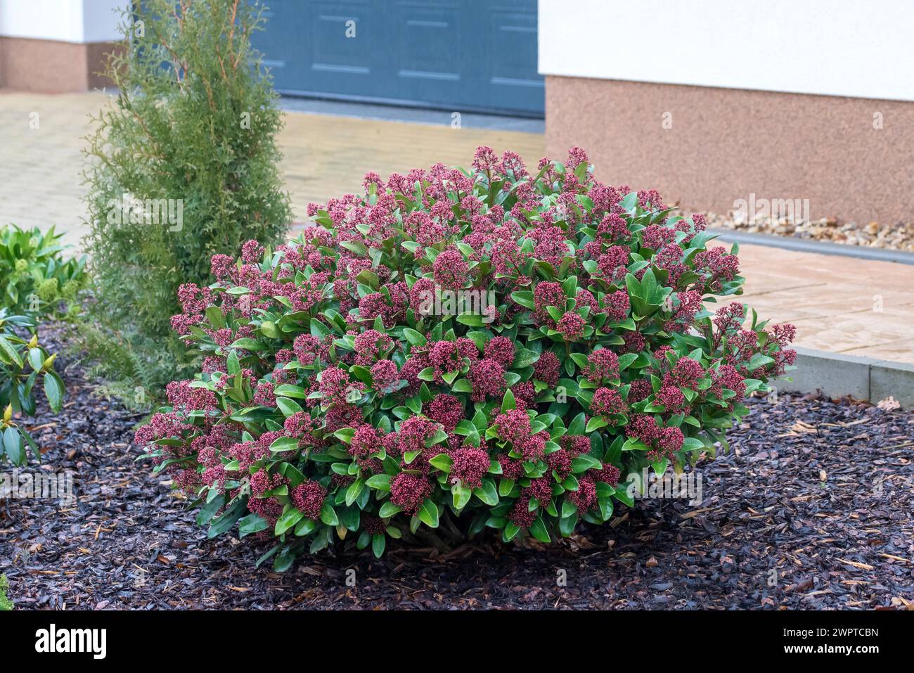 Skimmia (Skimmia japonica 'Rubella'), Germany Stock Photo - Alamy