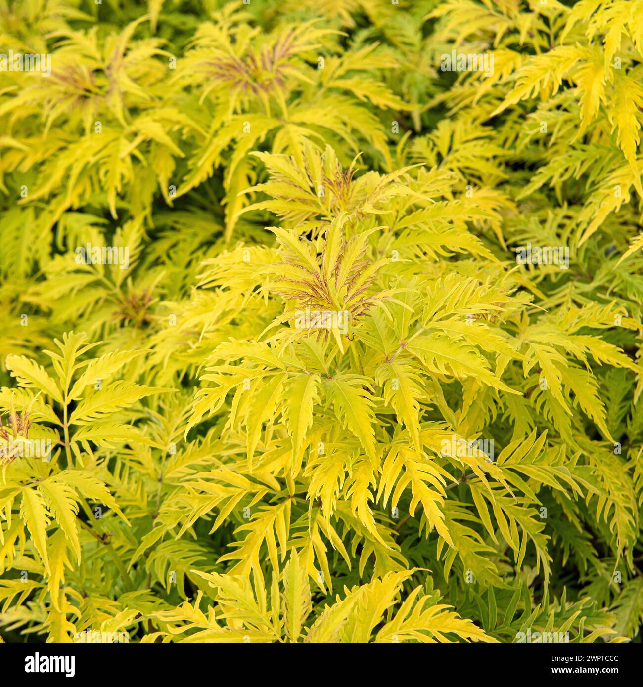 Yellow-leaved elderberry (Sambucus racemosa 'Sutherland Gold'), Olbrich ...