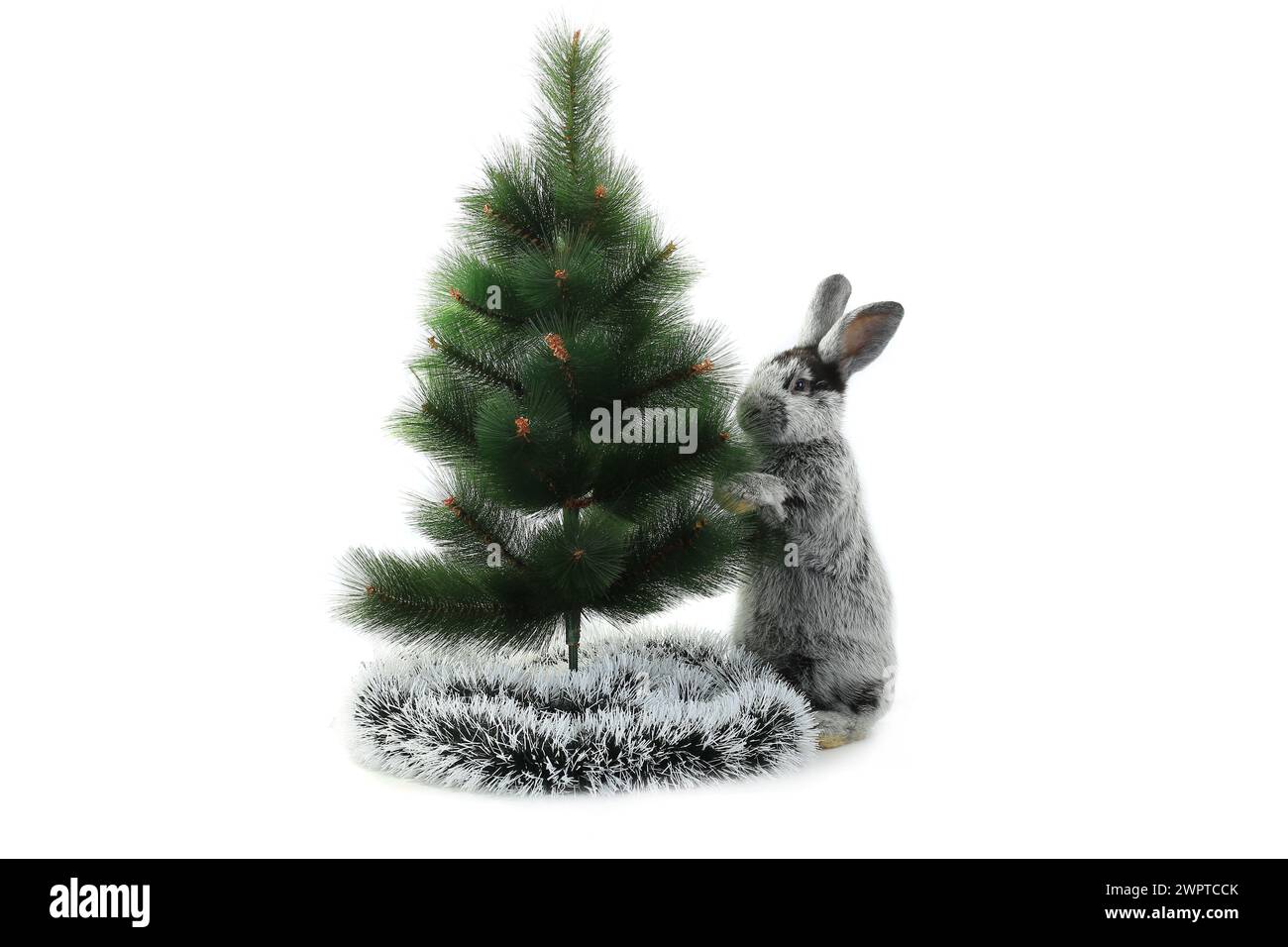 Adorable Christmas rabbits under the tree isolated on white background ...