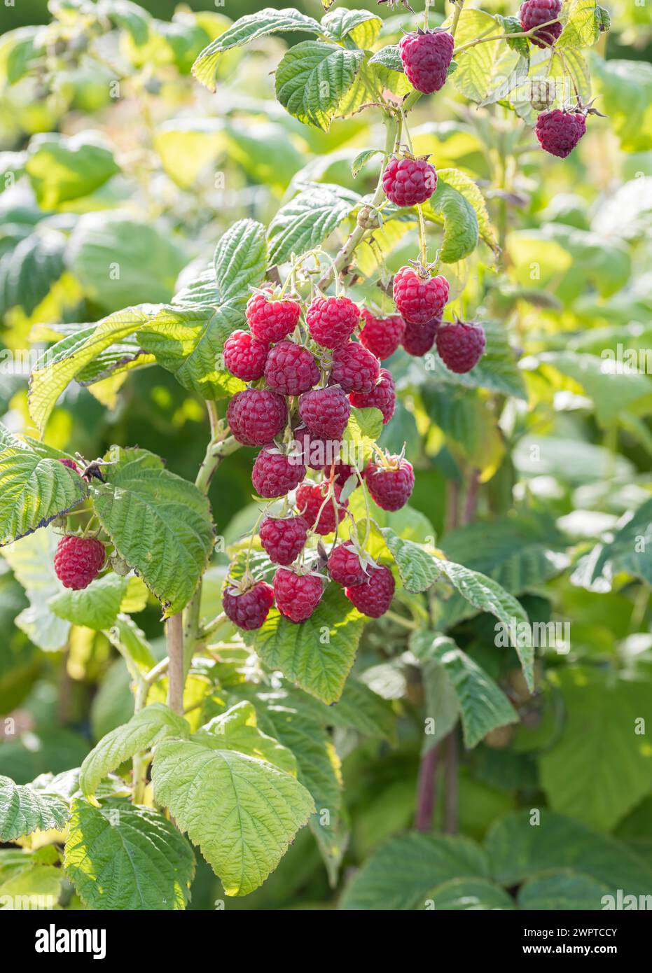 Raspberry (Rubus idaeus 'Sugana' TWOTIMER), BS Saemann, Germany Stock ...
