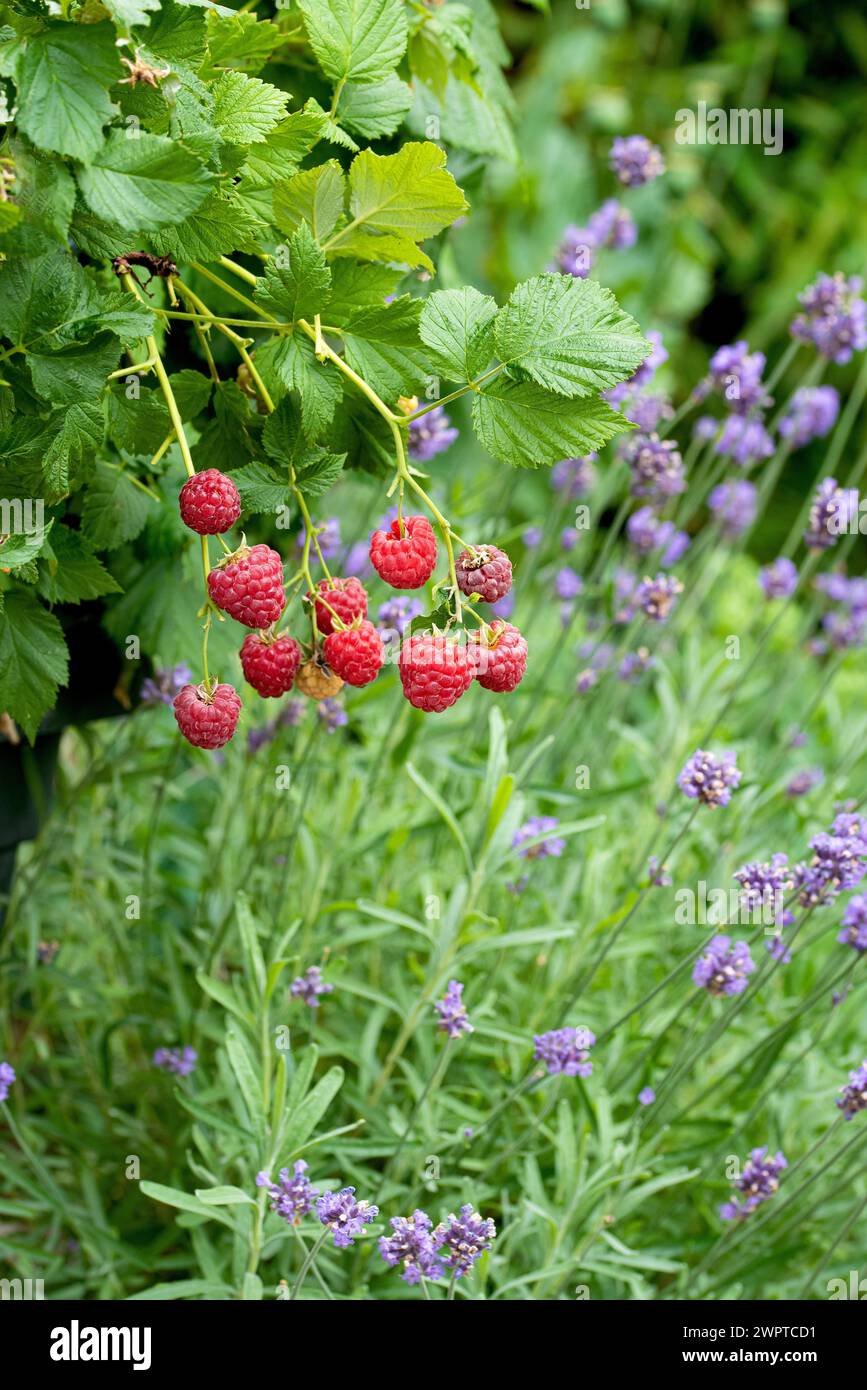 Dwarf raspberry (Rubus idaeus RUBY BEAUTY), Germany Stock Photo - Alamy