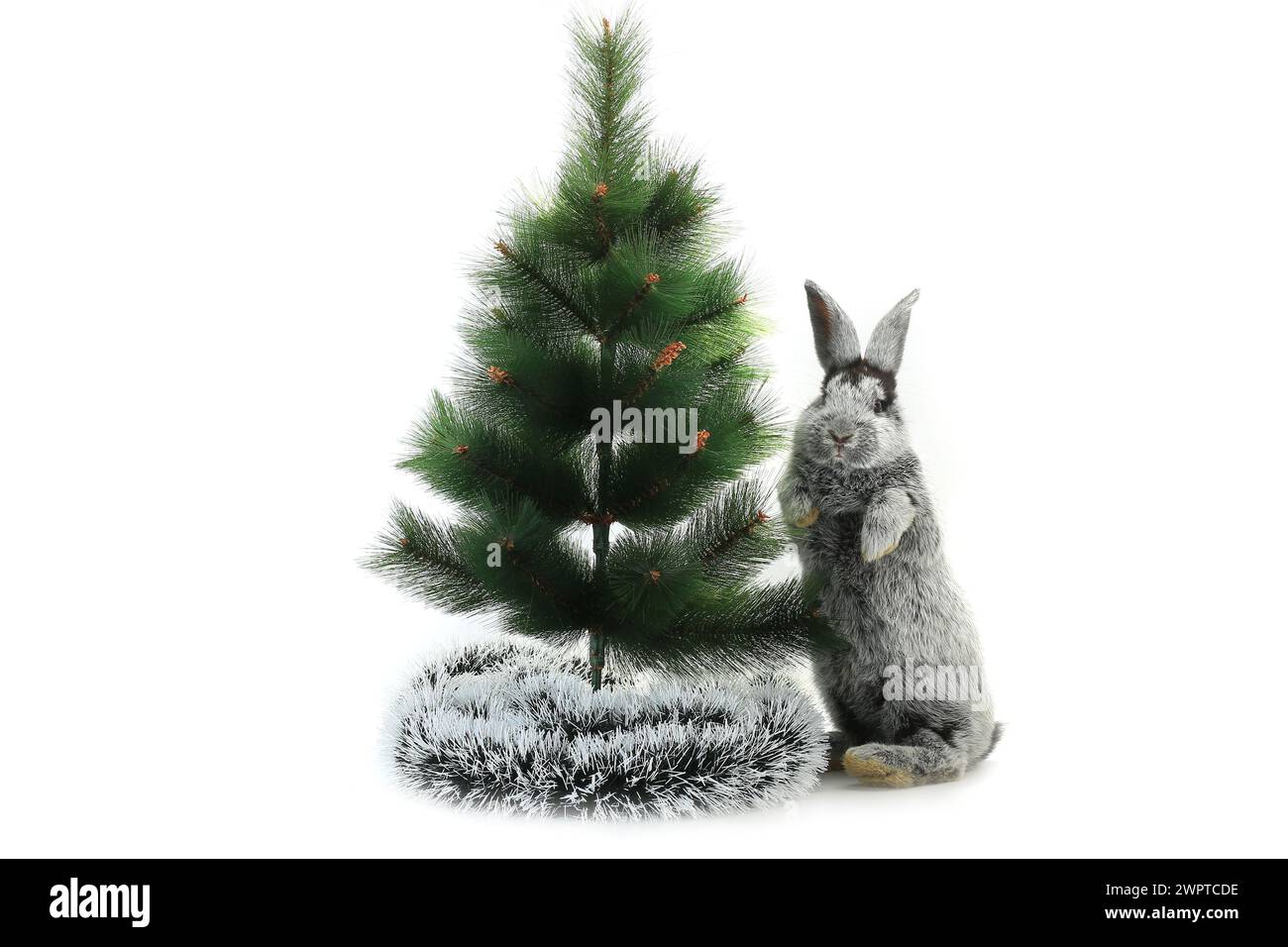 Cute christmas bunny under tree hi-res stock photography and images - Alamy