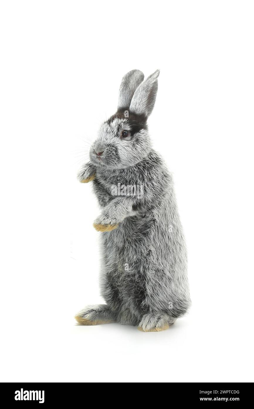 Grey baby rabbit in Cut Out Stock Images & Pictures - Alamy