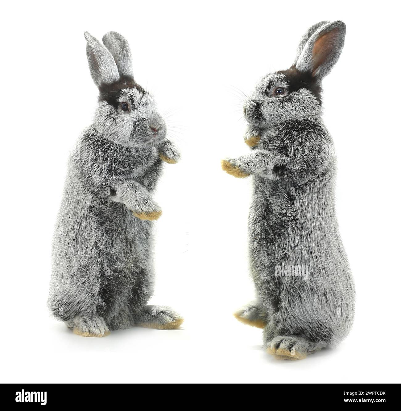 Grey baby rabbit in Cut Out Stock Images & Pictures - Alamy