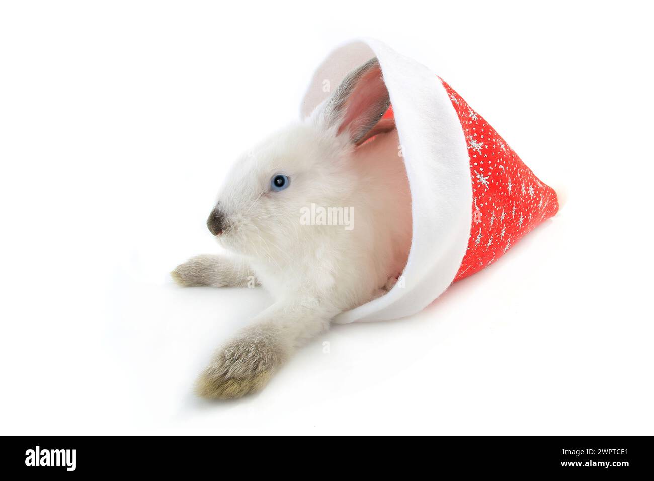 White rabbit snow Cut Out Stock Images & Pictures - Alamy
