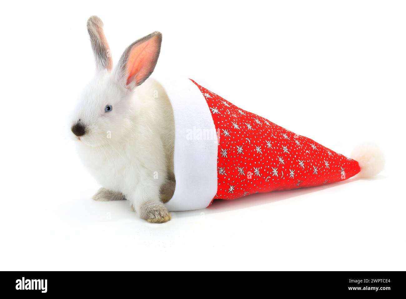 white rabbit with santa cap Stock Photo - Alamy