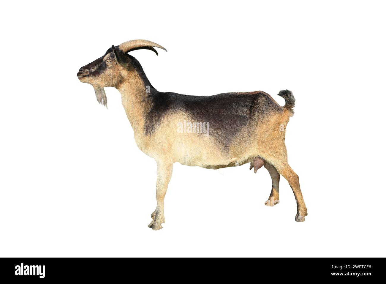 Brown goat horn Cut Out Stock Images & Pictures - Alamy