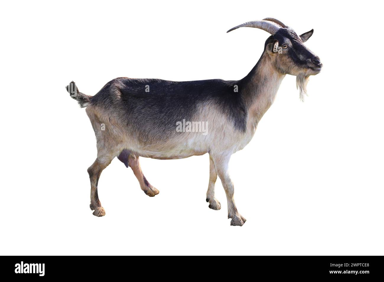 Brown goat horn Cut Out Stock Images & Pictures - Alamy