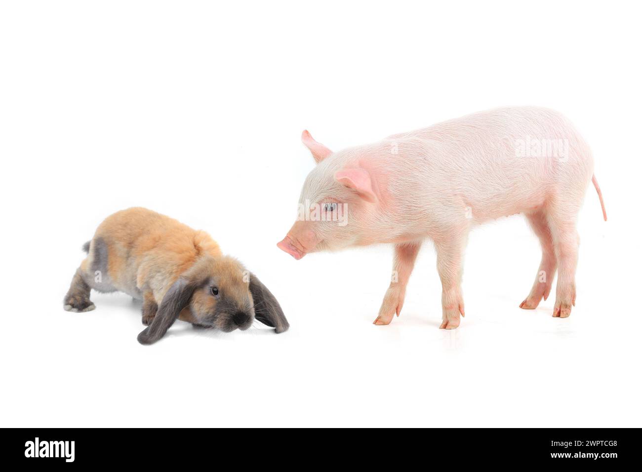 rabbit and pig on a white background. studio Stock Photo - Alamy