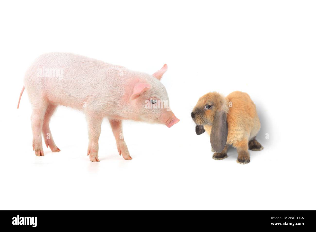rabbit and pig on a white background. studio Stock Photo - Alamy