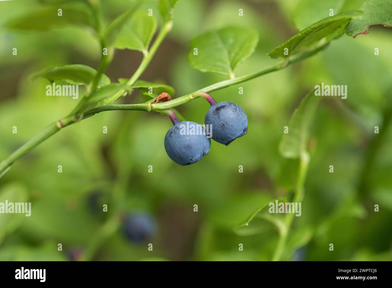 Forest european blueberry (Vaccinium myrtillus), Germany Stock Photo ...