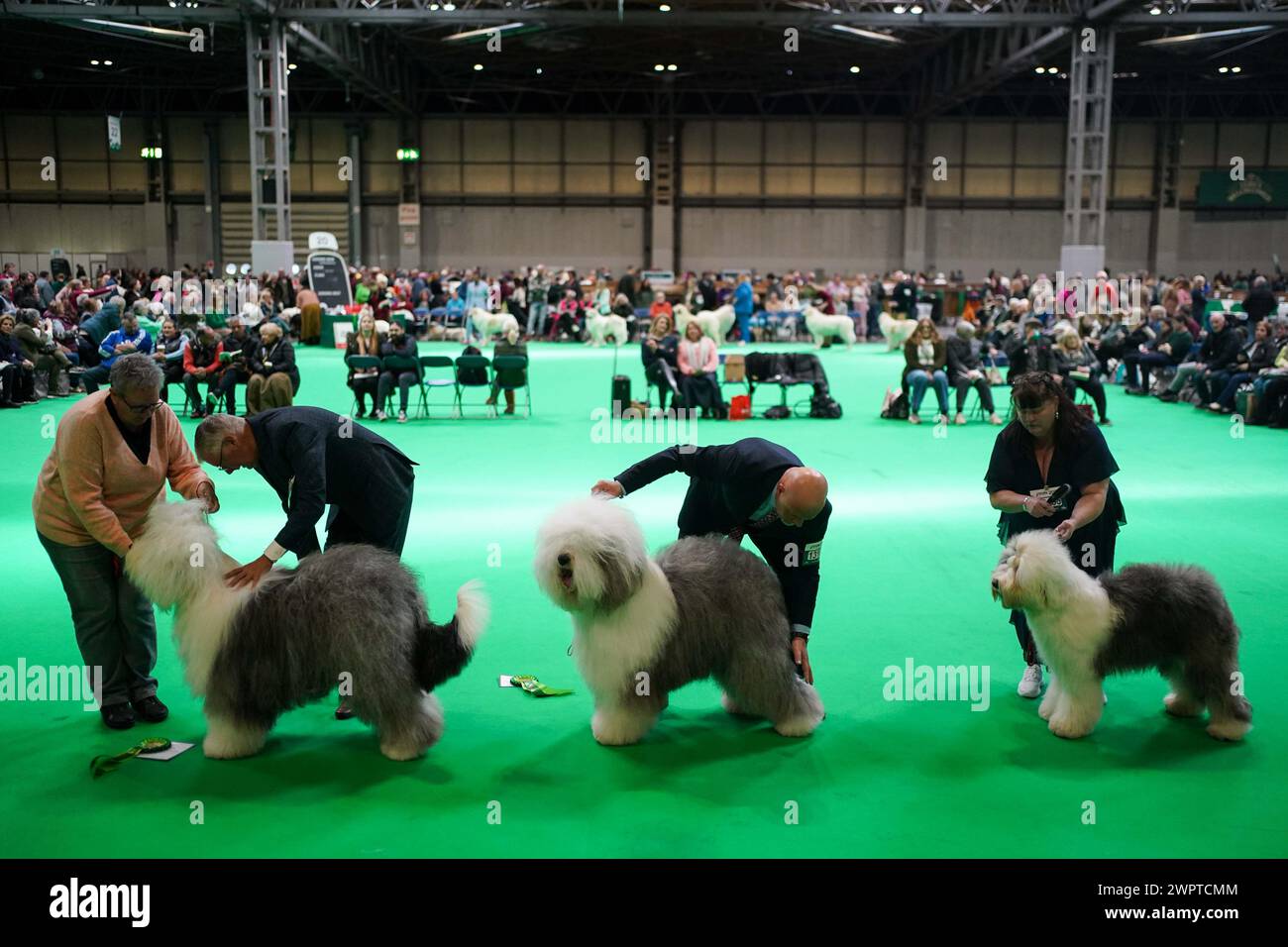 Handlers with their Old English Sheepdog in the show ring during day ...