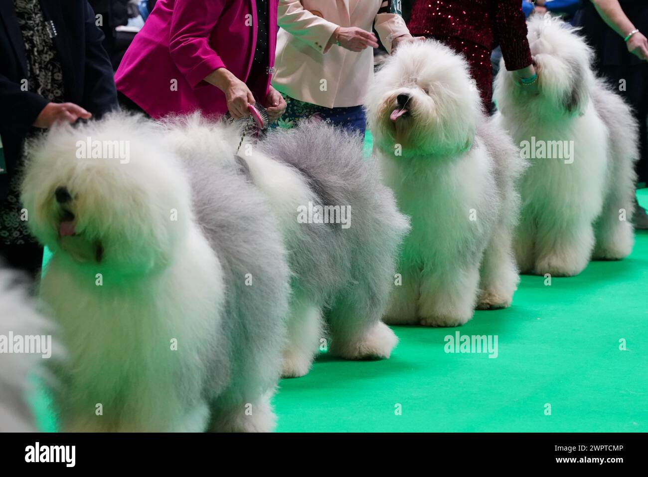 Old English Sheepdog in the show ring during day three at the Crufts ...