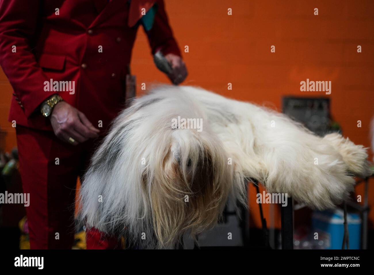 An Old English Sheepdog is groomed during day three at the Crufts Dog ...