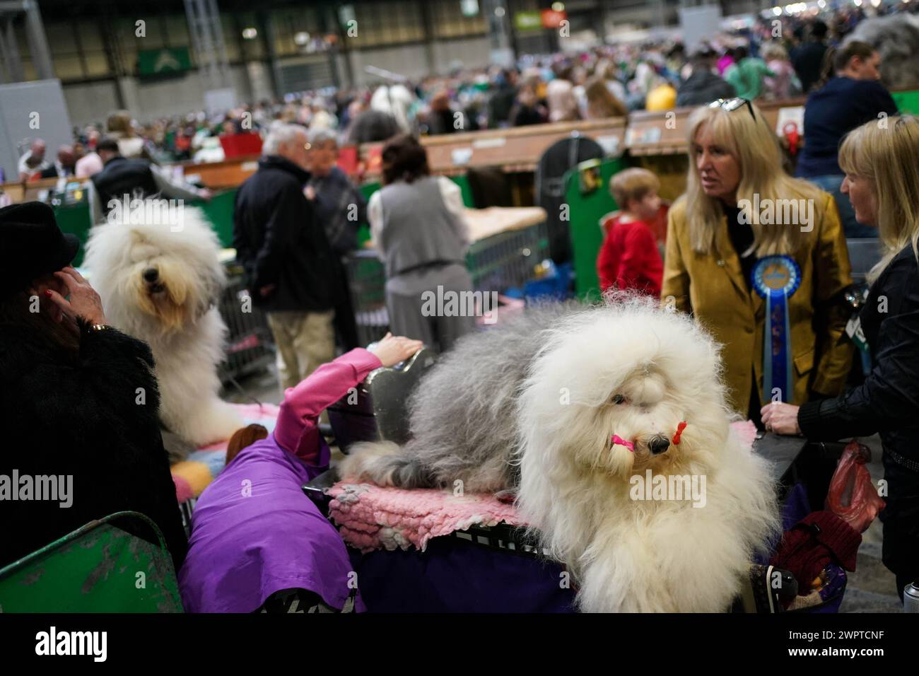 Old English Sheepdogs are groomed during day three at the Crufts Dog ...