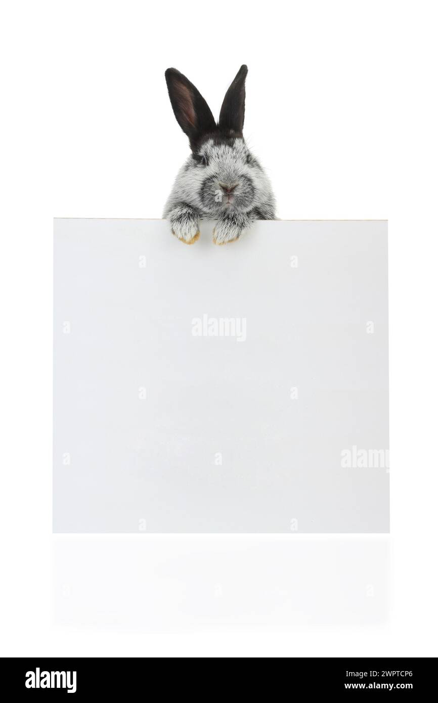 Rabbit with sheet for a text writing Stock Photo - Alamy