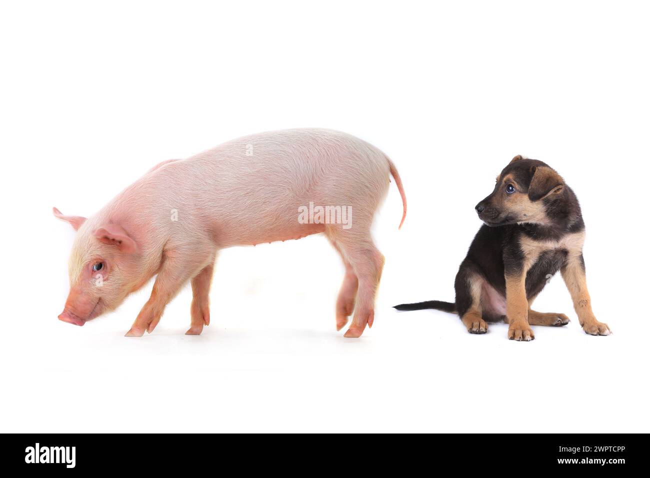 Piglet dog Cut Out Stock Images & Pictures - Alamy