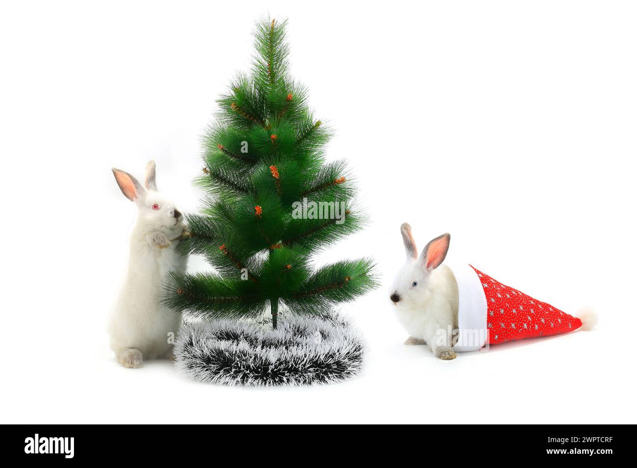 Adorable Christmas rabbit white under the tree isolated on white ...